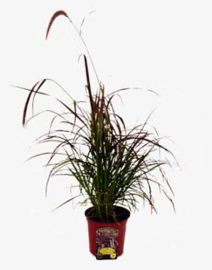 Perennials - Perennial Plant PNG Image | Transparent PNG Free Download ...