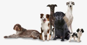 Group Of Dogs Png PNG Image | Transparent PNG Free Download on SeekPNG