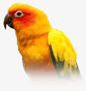 Sun Conure - Parrot Bird PNG Image | Transparent PNG Free Download on ...