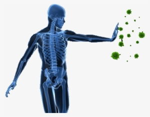 Immune System Png - Prevention And Infection Control PNG Image ...
