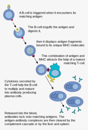 Complement System[edit] - Production Of Plasma Cells PNG Image ...