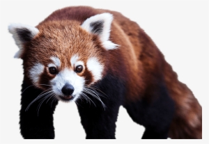 Images/pandas Logo - Pandas Python Logo PNG Image | Transparent PNG ...