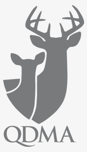 Qdma Deer PNG Image | Transparent PNG Free Download on SeekPNG