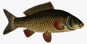 Mirror Carp Freshwater Fish Tilapia Fresh Water PNG Image | Transparent ...