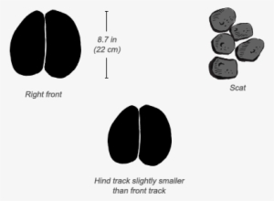 Camel Tracks - Diagram PNG Image | Transparent PNG Free Download on SeekPNG