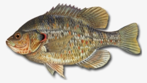 Redear Sunfish PNG Image | Transparent PNG Free Download on SeekPNG