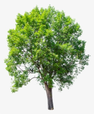 Isolated Tree On White Background - White Walnut PNG Image ...