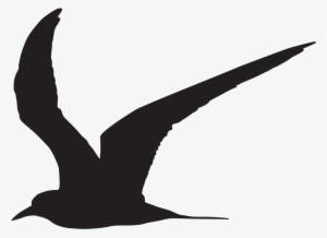 Common Tern - Common Tern Silhouette PNG Image | Transparent PNG Free ...