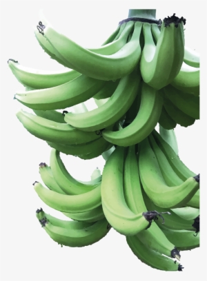 Plantain - Matoke PNG Image | Transparent PNG Free Download on SeekPNG