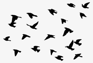Flying Birds Silhouette Png - Dragon Ball PNG Image | Transparent PNG ...