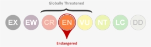 Endangered Status PNG Image | Transparent PNG Free Download on SeekPNG