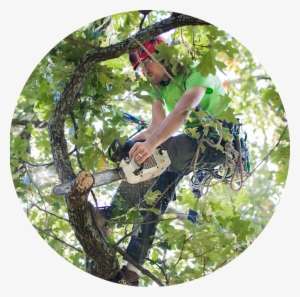 Pruning - Tree Climbing PNG Image | Transparent PNG Free Download on ...