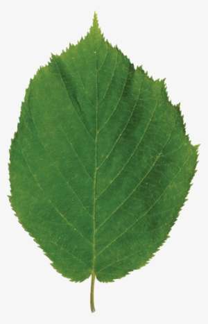 Paper Birch Tree Leaf PNG Image | Transparent PNG Free Download on SeekPNG