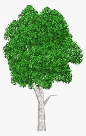 Sweet Myrtle Tree - Oak PNG Image | Transparent PNG Free Download on ...
