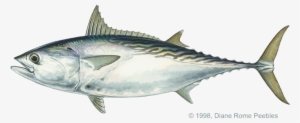 Scombridae Family - Little Tuna Fish PNG Image | Transparent PNG Free ...