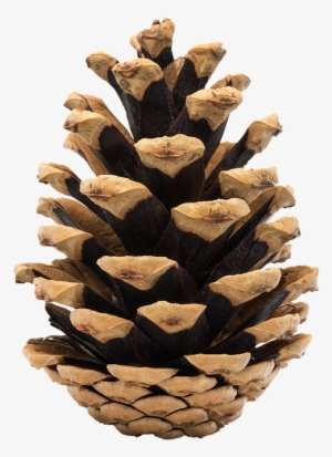 Conifers Tree - Pine Tree Plan Png PNG Image | Transparent PNG Free ...