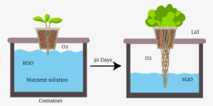 The Passive Bucket Kratky Method - Kratky Method Hydroponics PNG Image ...