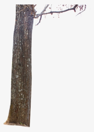 Tree Trunk Png - Tree Trunk Hd Png PNG Image | Transparent PNG Free ...
