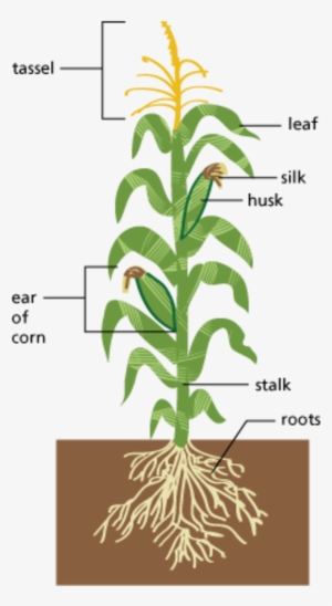 Diagram Different Parts Of Plant Diagram Anatomy Of - Parts Of A Corn ...