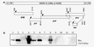 Schematic Outline Of The Human Chromosome 7 Located, - Diagram PNG ...
