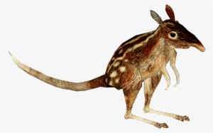 Leptictidium - Kangaroo PNG Image | Transparent PNG Free Download on ...