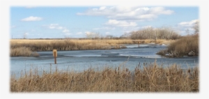 Rivers Collegiate Student Projects - Freshwater Marsh PNG Image ...