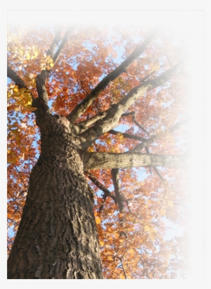 Redwood - Tree PNG Image | Transparent PNG Free Download on SeekPNG