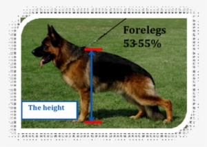 German Shepherd Max Height PNG Image | Transparent PNG Free Download on ...