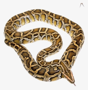 Cobra Snake Png - Snakes PNG Image | Transparent PNG Free Download on ...