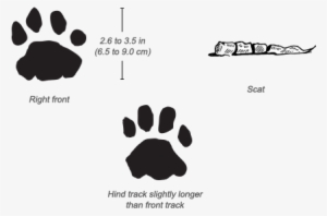 Leopard Tracks - Size Of Leopard Tracks PNG Image | Transparent PNG ...