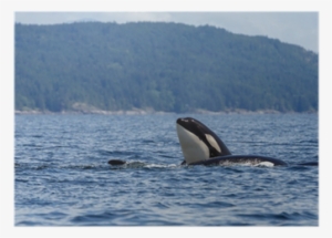 Killer Whale Png PNG Images | PNG Cliparts Free Download on SeekPNG