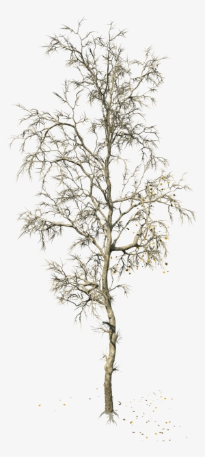 American Sycamore - - Forest PNG Image | Transparent PNG Free Download ...