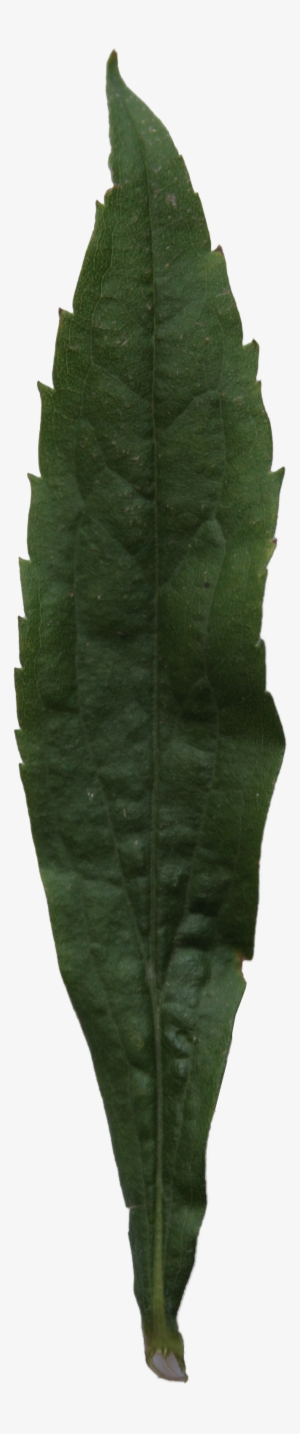 2d Leaves - Fern PNG Image | Transparent PNG Free Download on SeekPNG