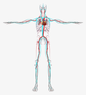 Transparent Background - Circulatory System No Background PNG Image ...