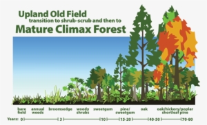 Forest Succession - Succession Of A Forest PNG Image | Transparent PNG ...