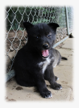 Img 010283838 - Solid Black Husky Puppy PNG Image | Transparent PNG ...