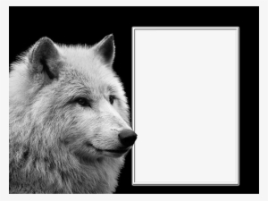 Frame With A White Wolf - Picture Frame PNG Image | Transparent PNG ...