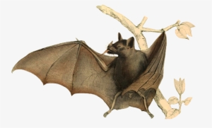 Bat Image With Folded Bat Wings Png Clipart Transparent - Illustration ...