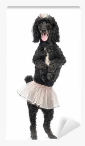 Poodle, 5 Years Old, Standing, Dancing, Wearing A Pink - Dance PNG ...