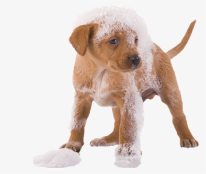 Grooming And Bathing - Pet Zoom Self Cleaning Grooming Brush PNG Image ...