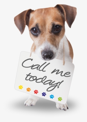 Dog Grooming PNG Image | Transparent PNG Free Download on SeekPNG