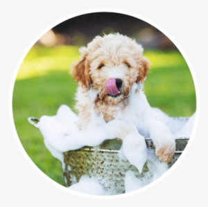 Dog Grooming PNG Image | Transparent PNG Free Download on SeekPNG