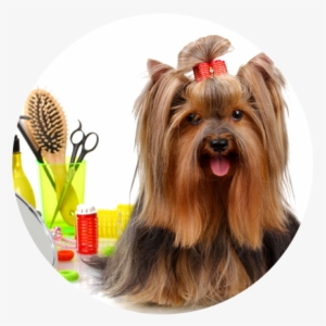 Dog Grooming PNG Image | Transparent PNG Free Download on SeekPNG