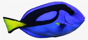 Blue Tang Fish Png PNG Image | Transparent PNG Free Download on SeekPNG