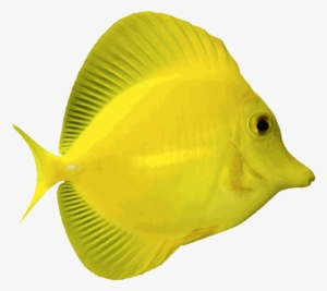 Angelfish Png Free Download - Fish With Transparent Background PNG ...