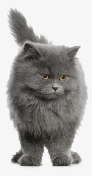Gray Cat - Grey Cat Clipart Png PNG Image | Transparent PNG Free ...