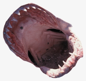 Shark Mouth Png - Shark Teeth Decal Png PNG Image | Transparent PNG ...