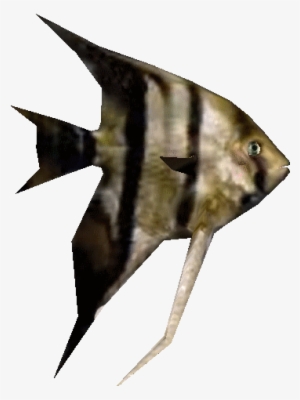 Freshwater Angelfish - Angel Fish Transparent Png PNG Image ...
