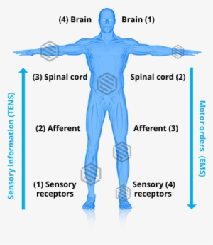 Stimulation Of The Motor Nerves - Standing PNG Image | Transparent PNG ...