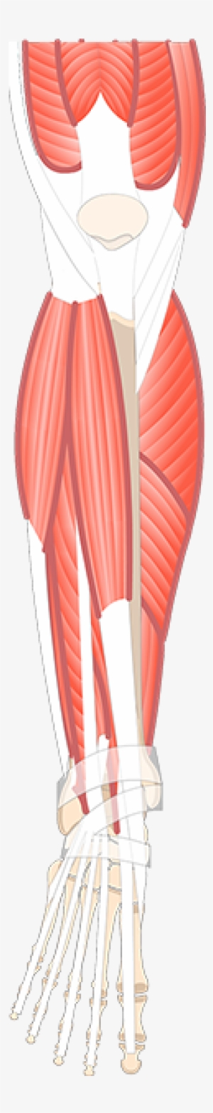 Generally Speaking, These Muscles Act To Flex The Leg - Muscles Of ...